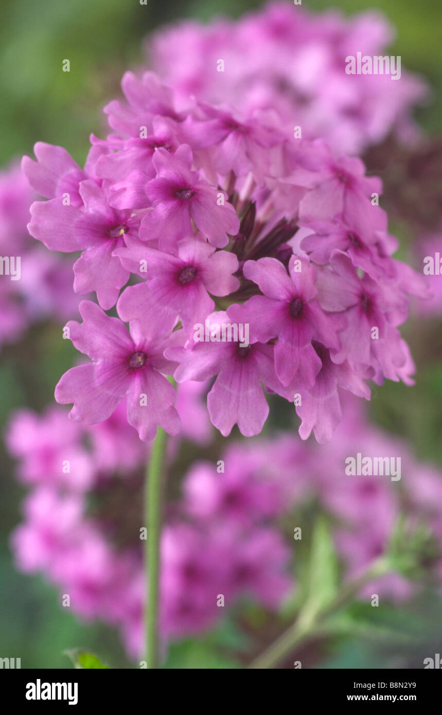 Verbena 'Seabrook's Lavender' Stock Photo - Alamy