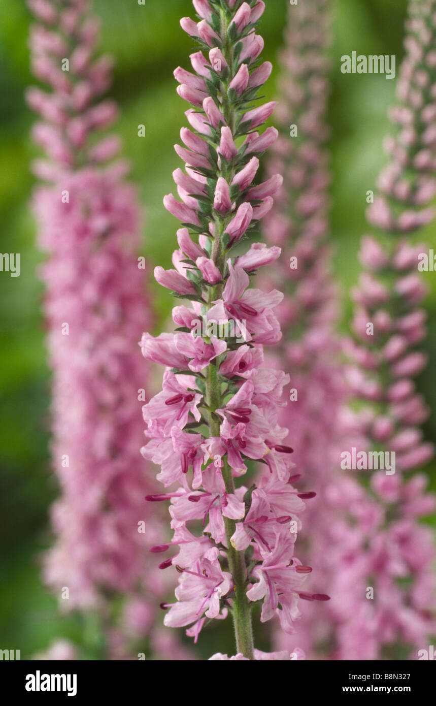 Veronica 'Royal Pink' (Speedwell Stock Photo - Alamy