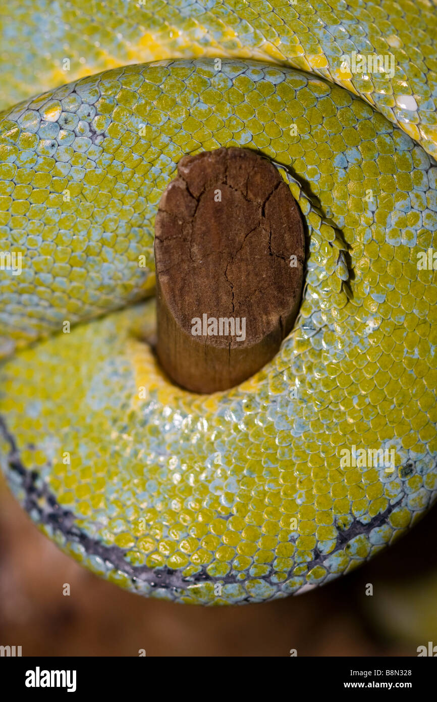 An arboreal hi-res stock photography and images - Alamy