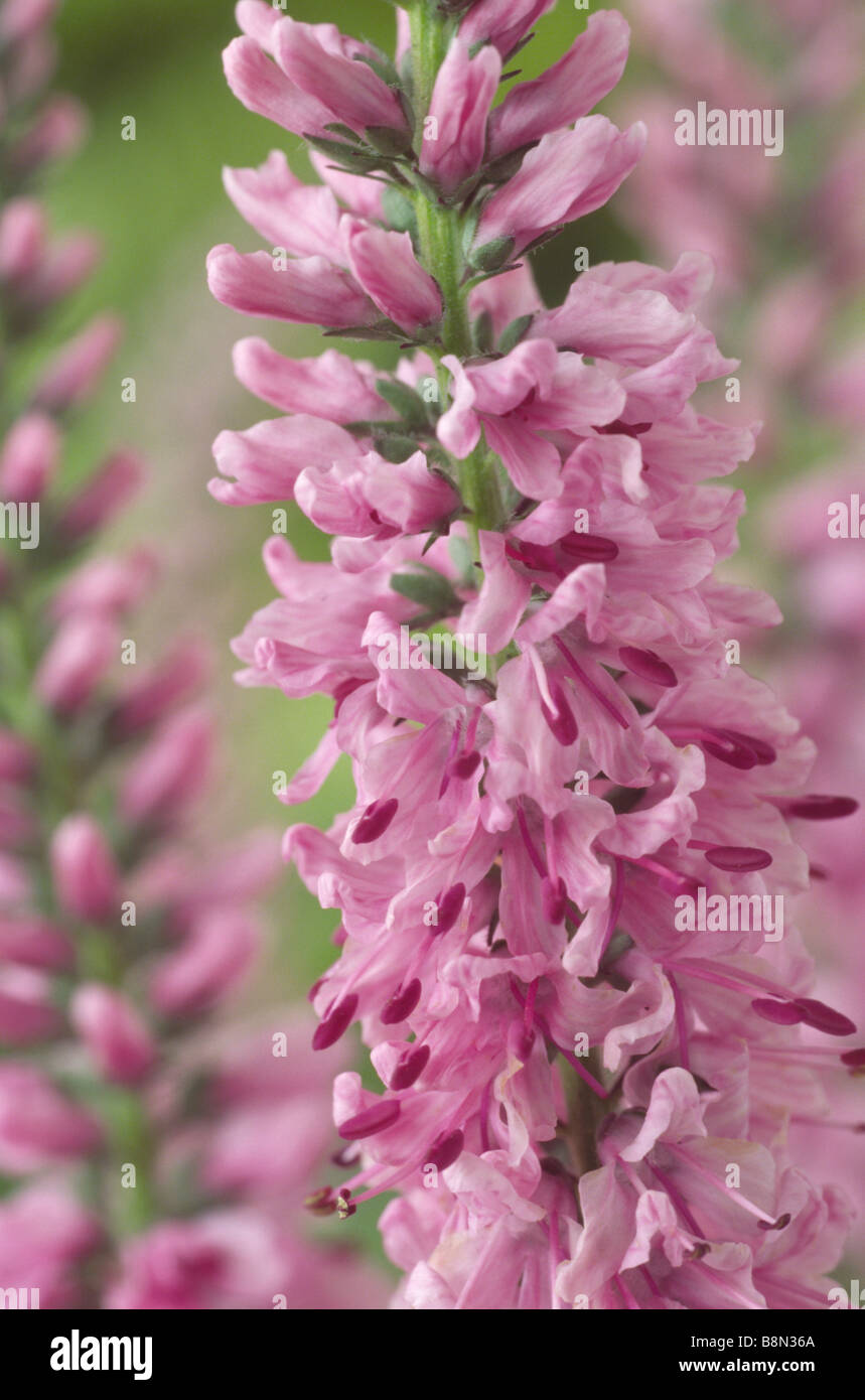 Veronica 'Royal Pink' (Speedwell Stock Photo - Alamy
