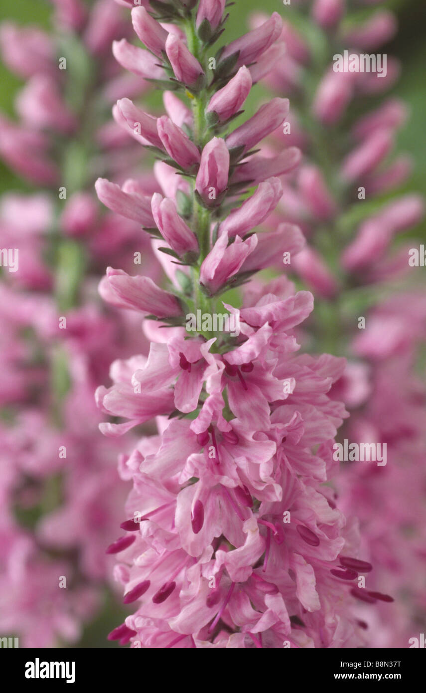 Veronica 'Royal Pink' (Speedwell Stock Photo - Alamy
