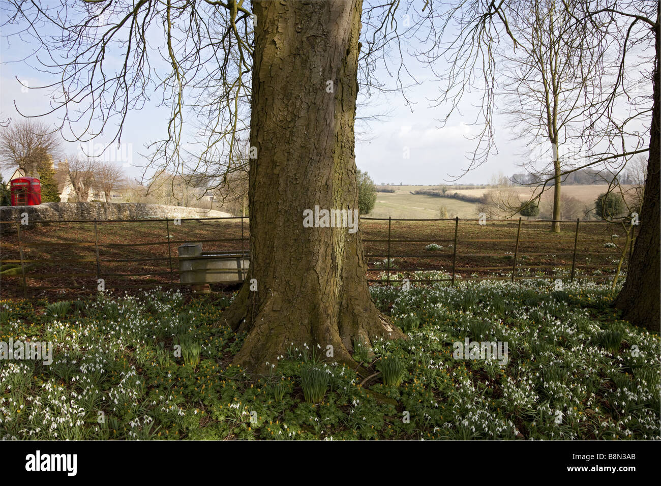 snowdrops in a Lane Stock Photo - Alamy