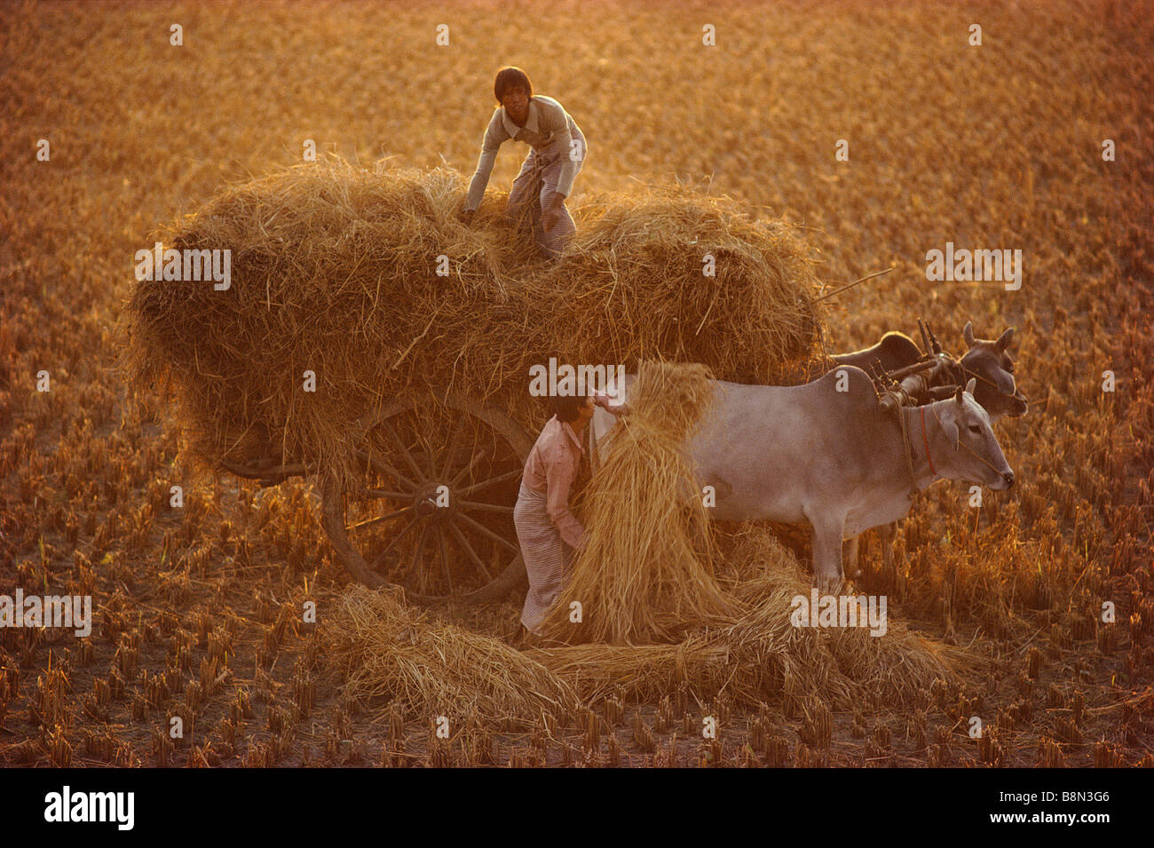 Burmese farmers load rice straw onto a bullock cart after the harvest ...