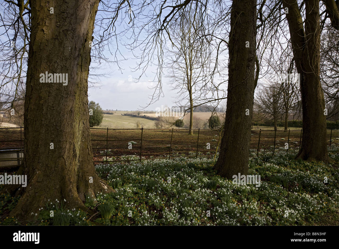 snowdrops in a Lane Stock Photo - Alamy