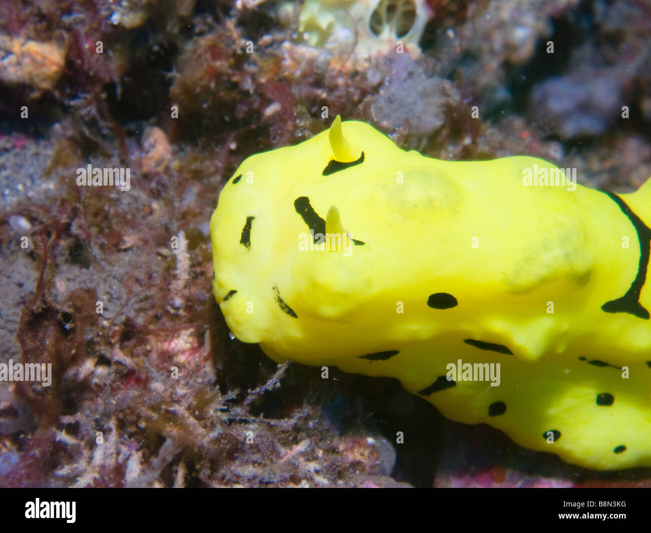 Yellow nudibranch or sea slug. Muck diving in Lembeh Straits, North ...