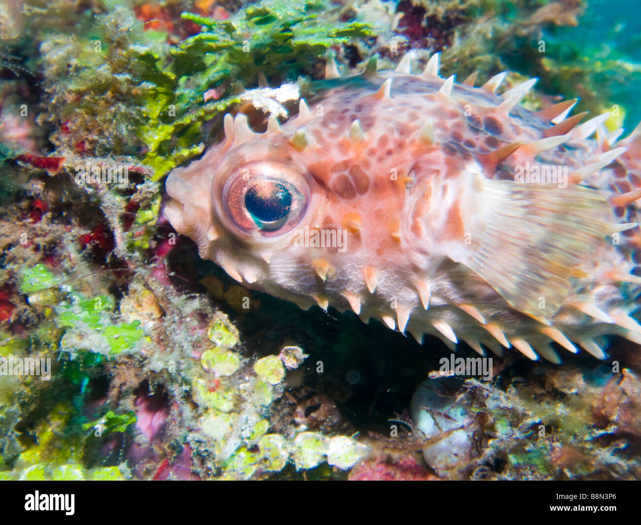 Muck diving in Lembeh Straits, North Sulawesi, Indonesia Stock Photo ...