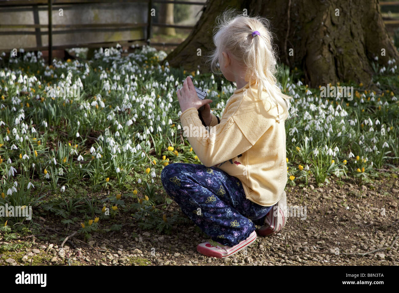 Young blonde haired girl taking a photo of common snowdrops on a spring ...