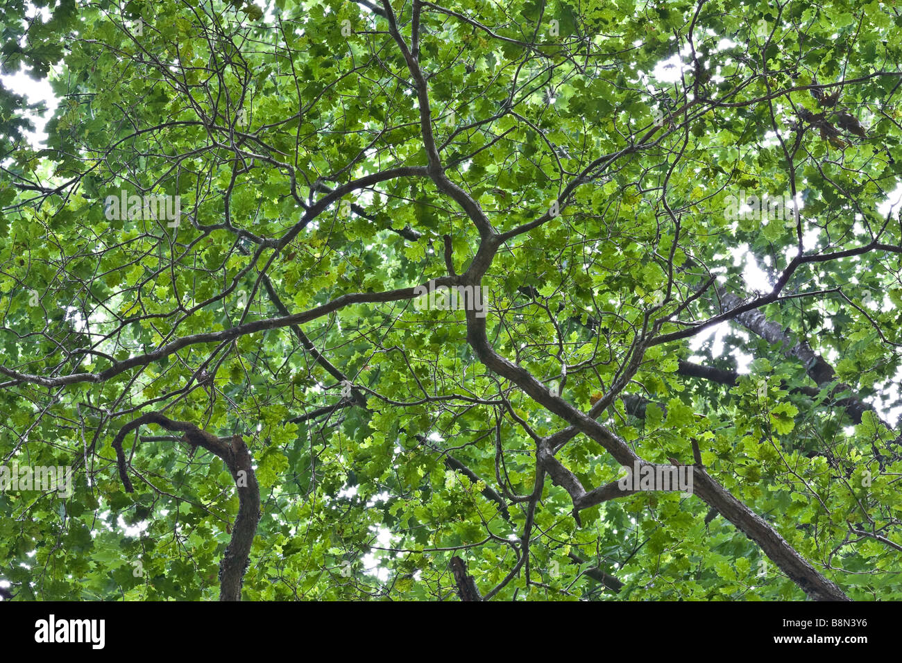 Branch of a tree from below Horizontal shot Stock Photo - Alamy