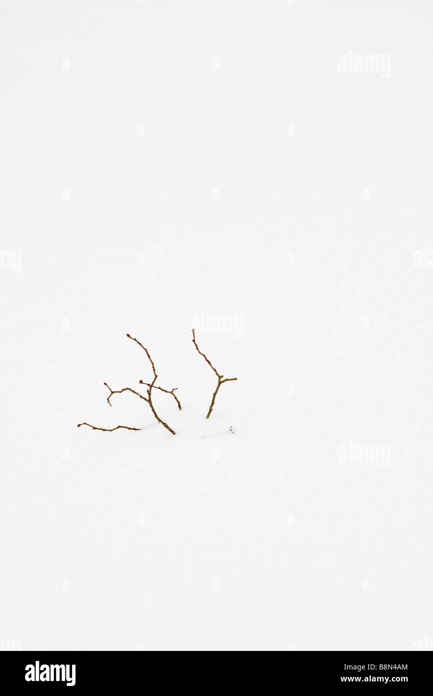 Small bush covered in deep snow Stock Photo - Alamy