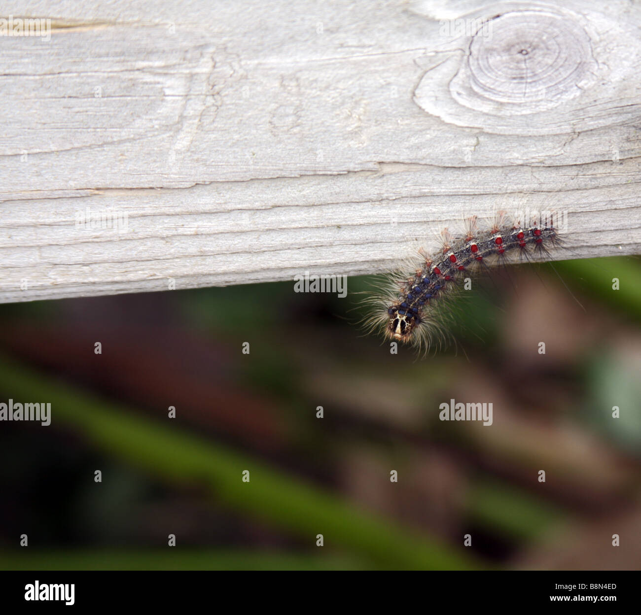 Multi-colored gypsy moth larvae Stock Photo - Alamy