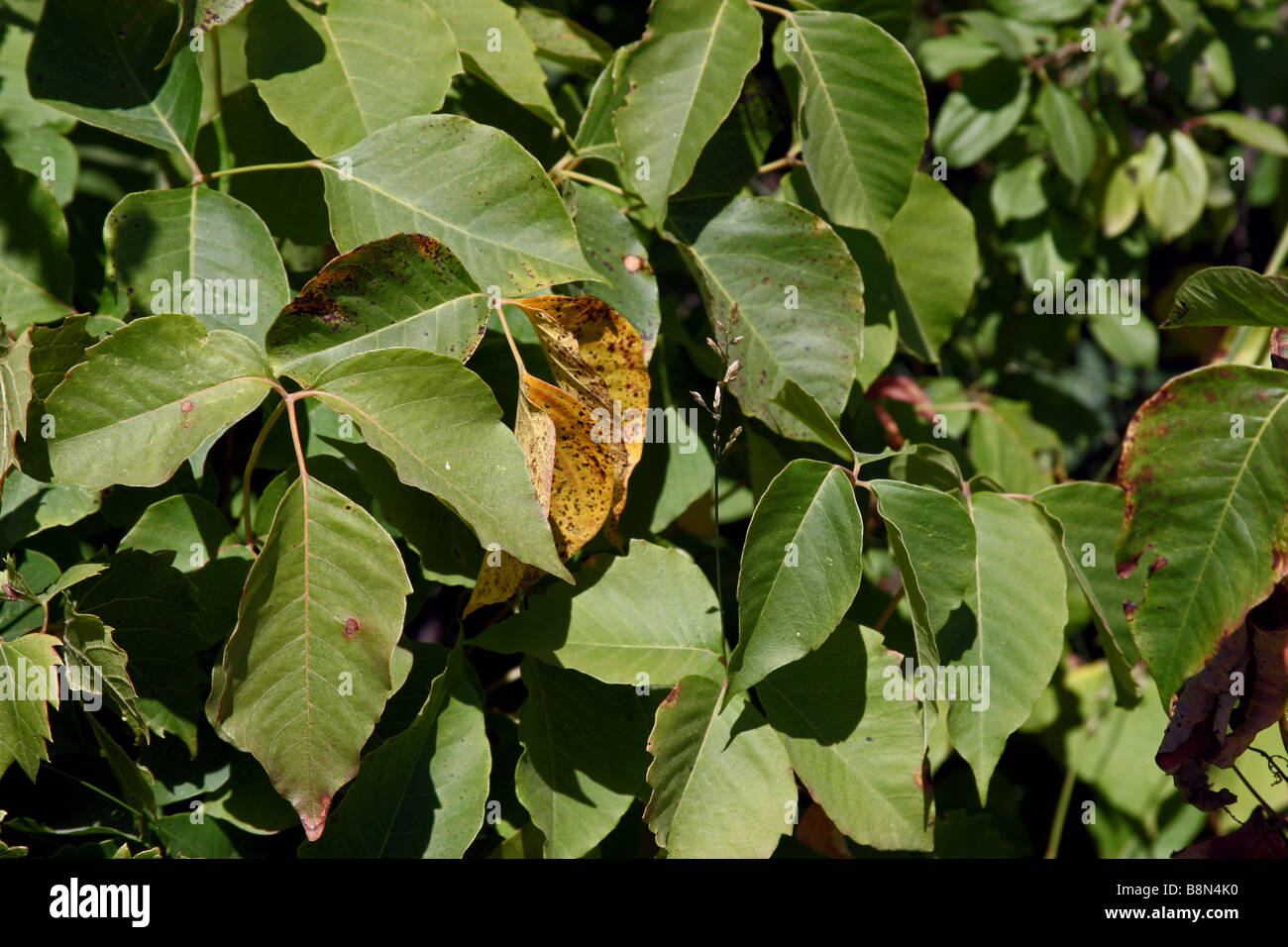 Contact dermatitis poison ivy hi-res stock photography and images - Alamy