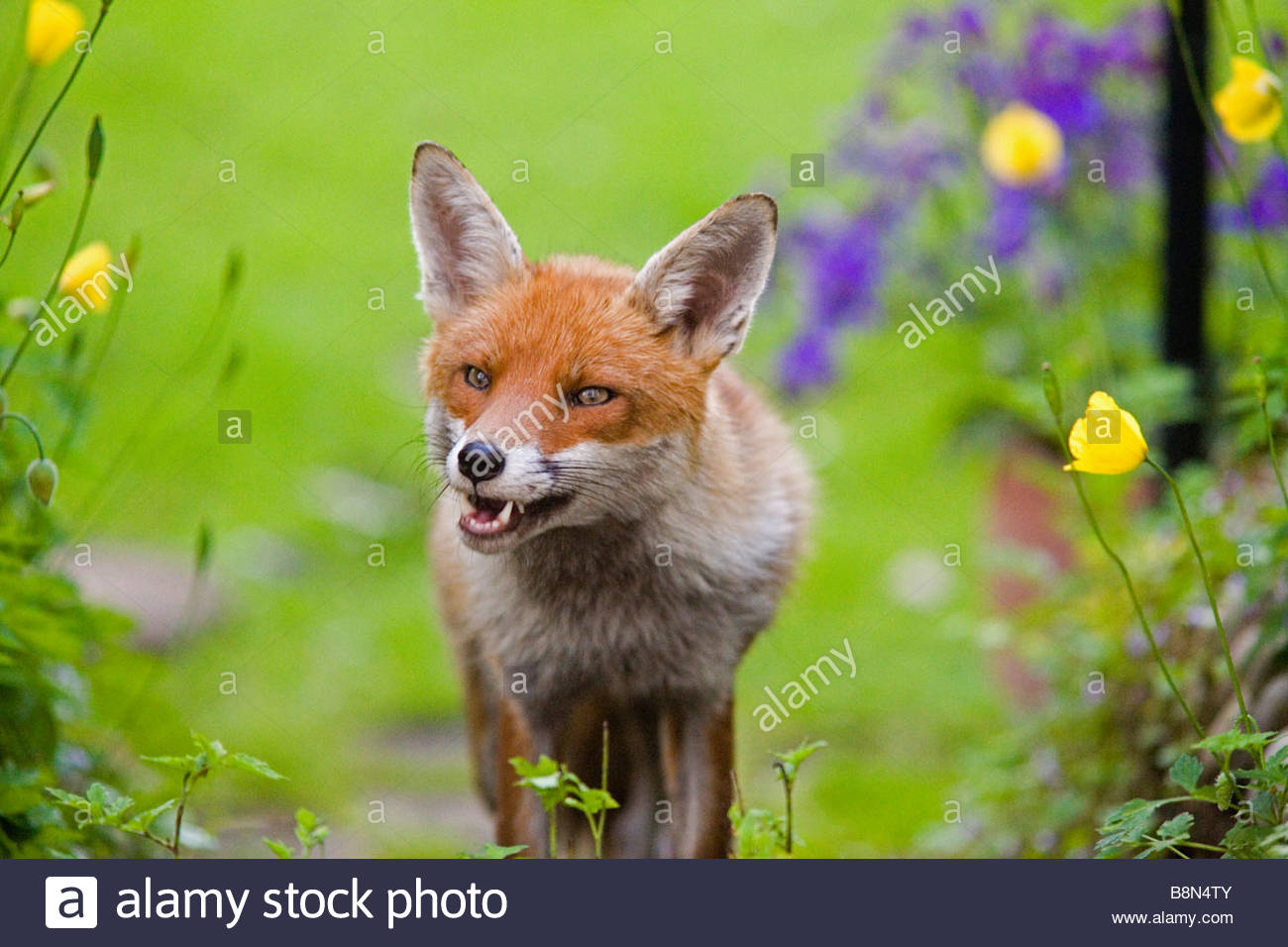 Suburban Red Fox High Resolution Stock Photography and Images - Alamy