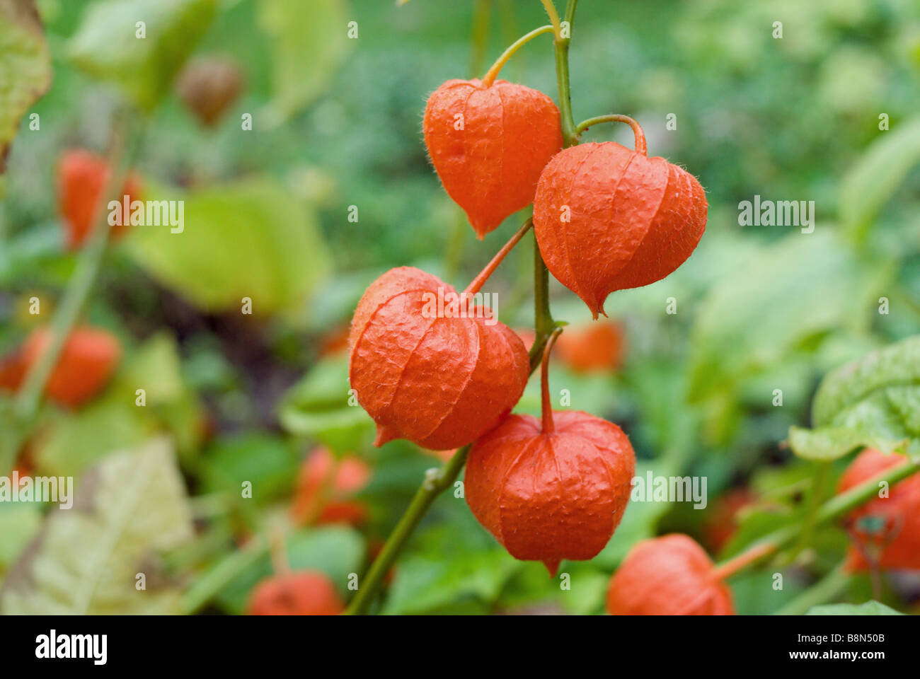 Physalis hi-res stock photography and images - Alamy