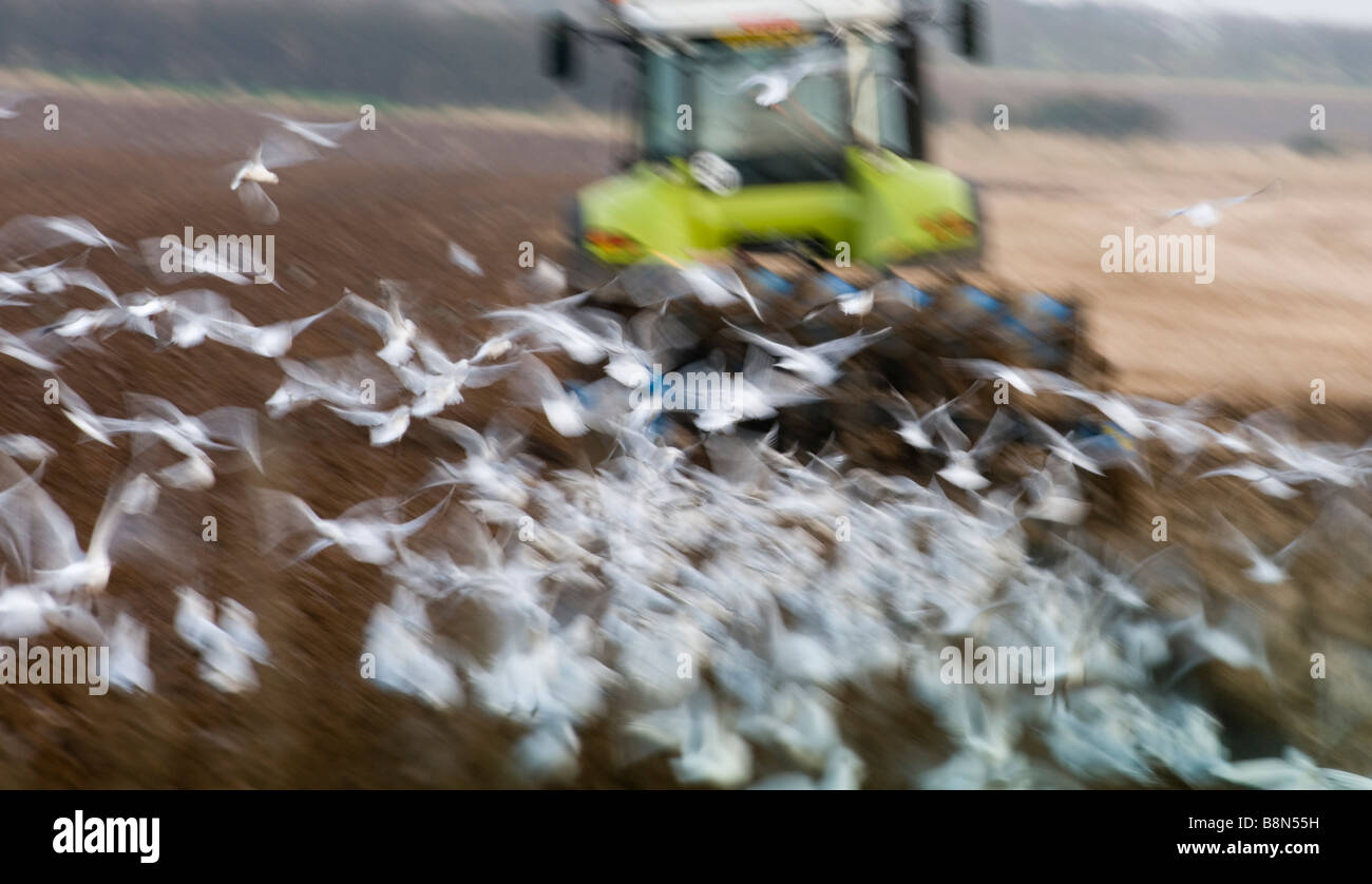 Gulls behind tractor hi-res stock photography and images - Alamy