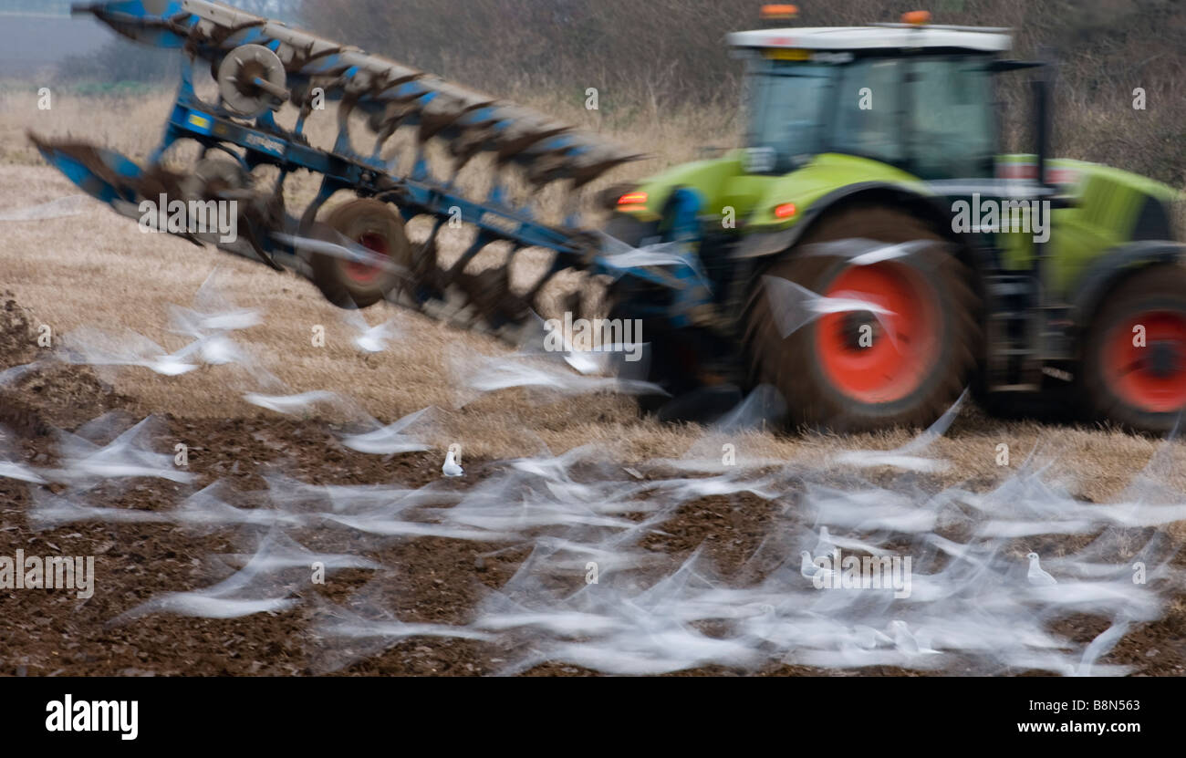 Gulls behind tractor hi-res stock photography and images - Alamy