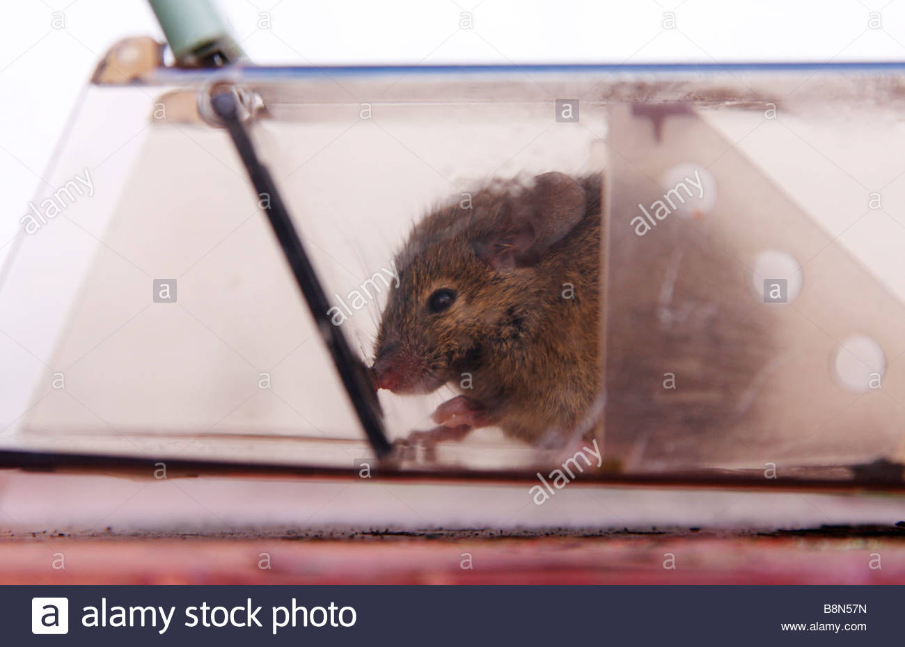Live Mouse High Resolution Stock Photography and Images - Alamy