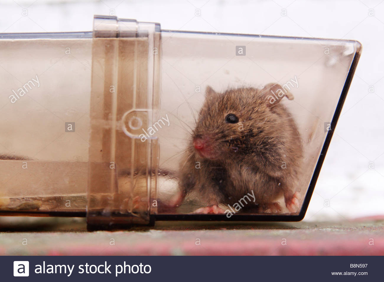 Live Mouse High Resolution Stock Photography and Images - Alamy