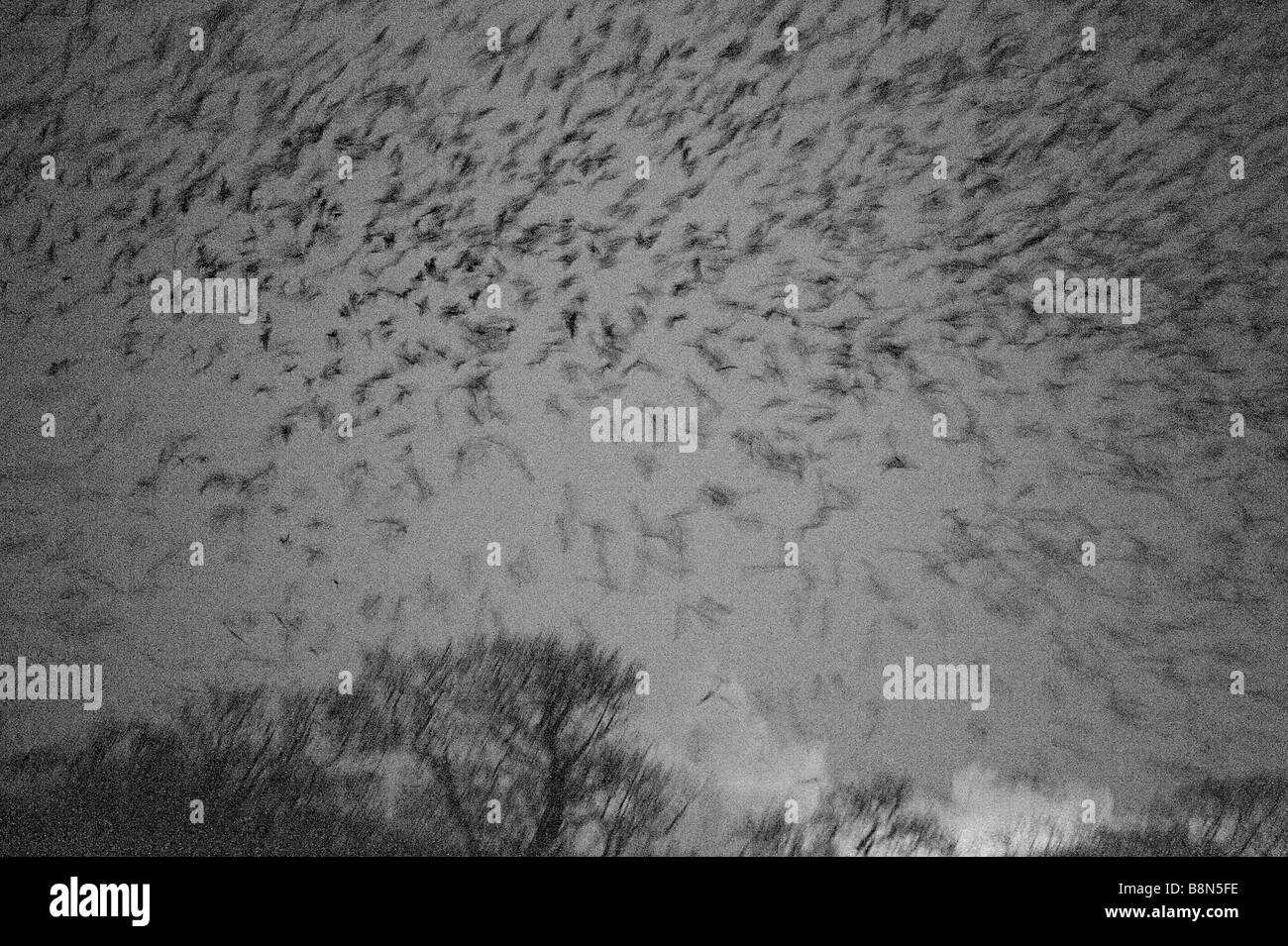 Buckenham rook roosting norfolk roost hi-res stock photography and ...
