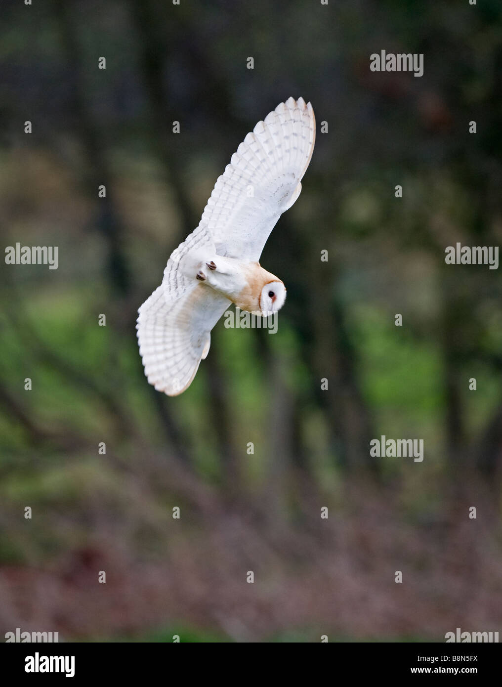 Swooping hi-res stock photography and images - Alamy