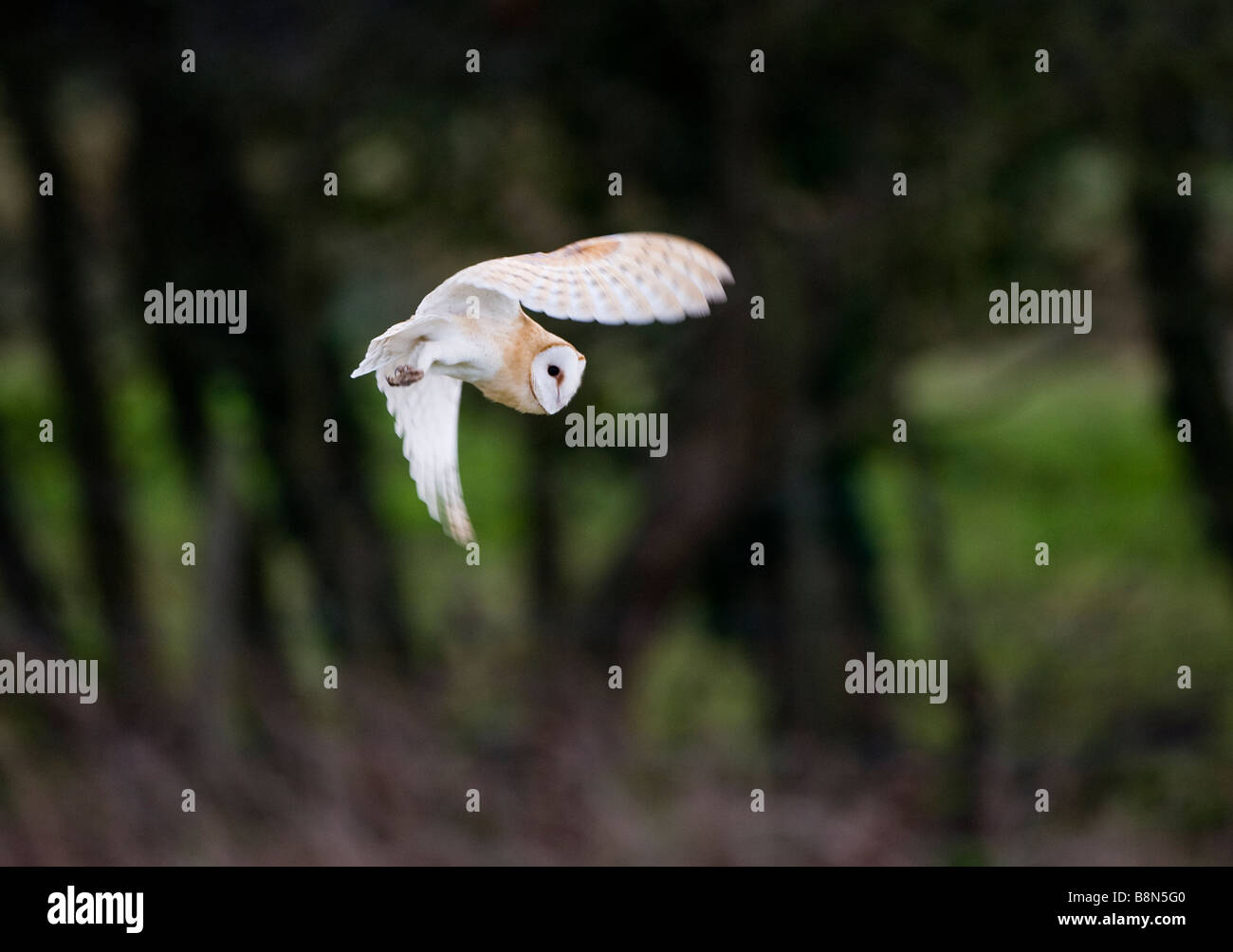 Swooping hi-res stock photography and images - Alamy