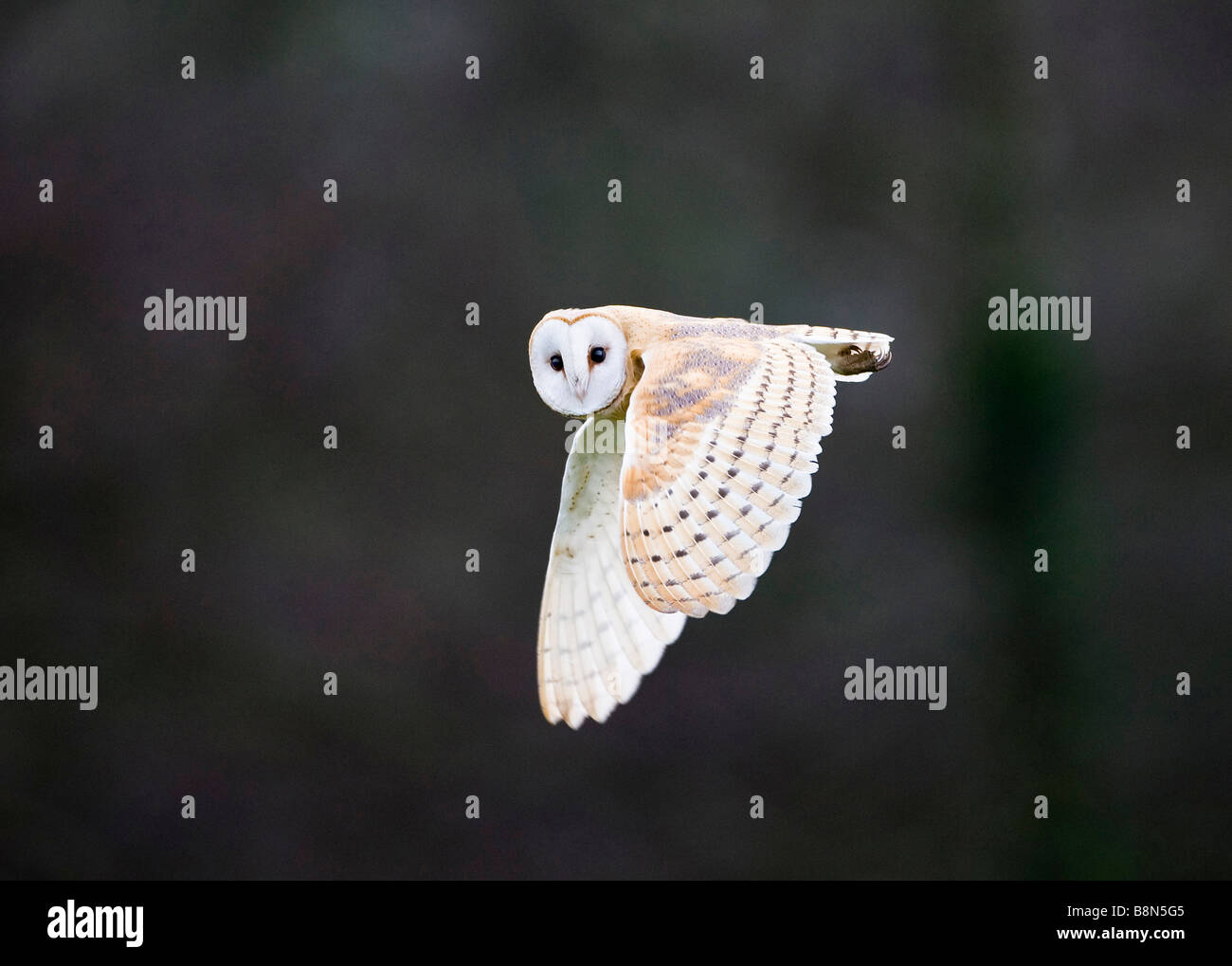 Barn owl flying hi-res stock photography and images - Alamy