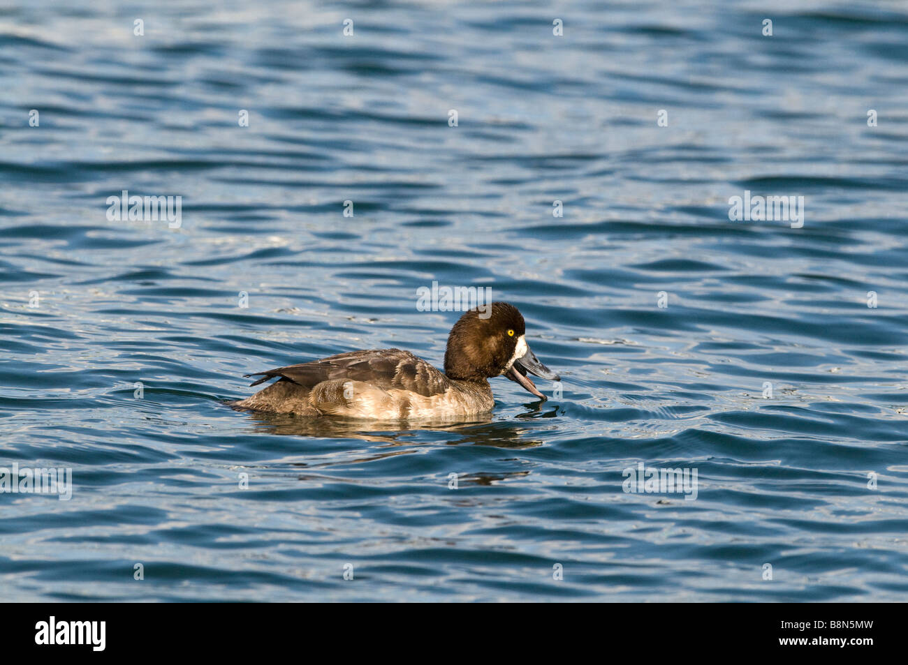 Goldeneye diving diving sequence dive japan hokkaido female marila ...