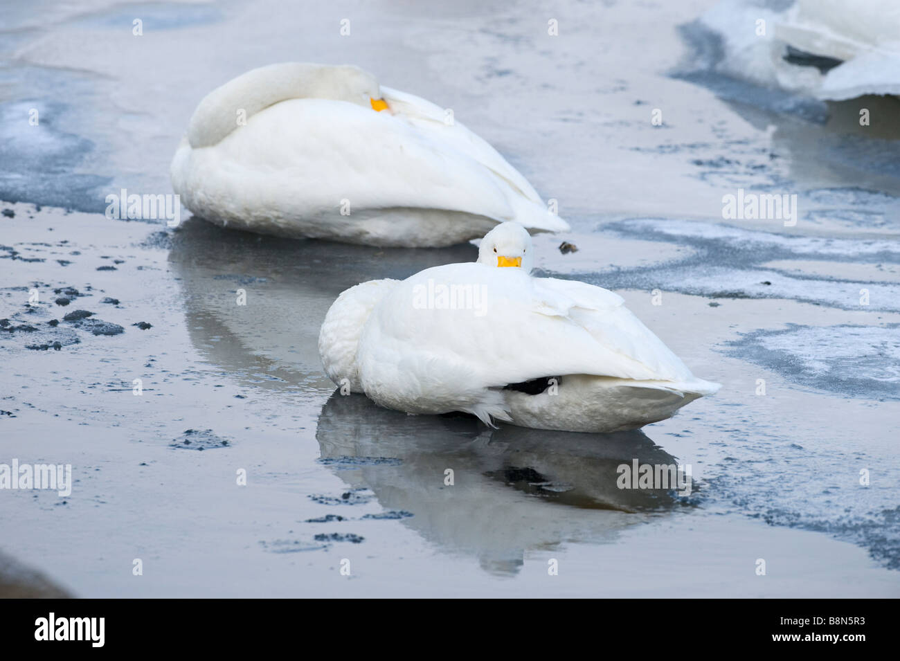 Whooper swan hokkaido hi-res stock photography and images - Alamy