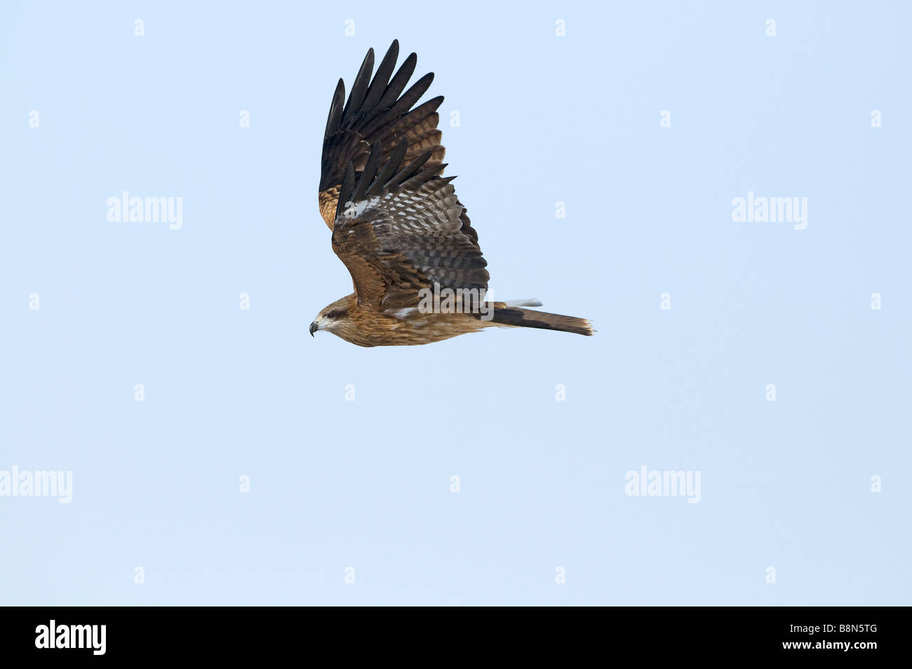 Black Kite Black eared Milvus migrans Hokkaido Japan winter Stock Photo ...