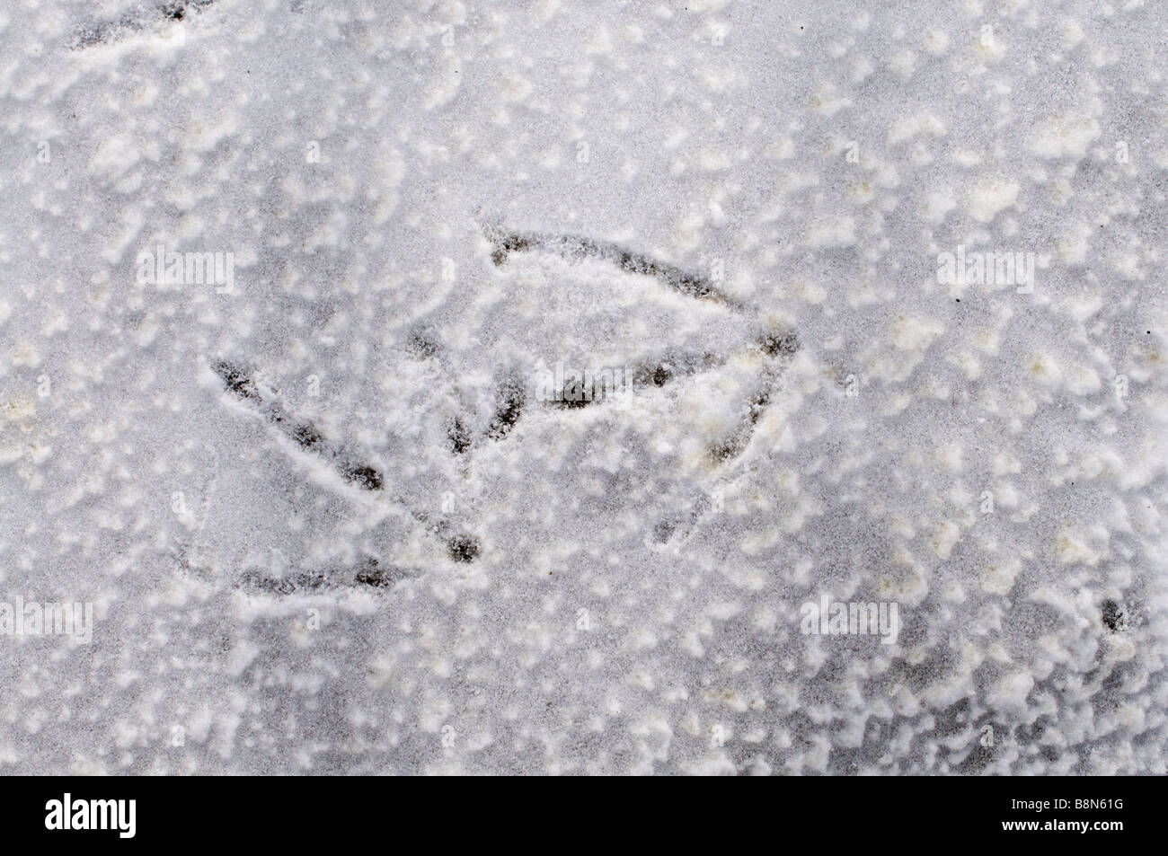 Swan footprint snow hi-res stock photography and images - Alamy