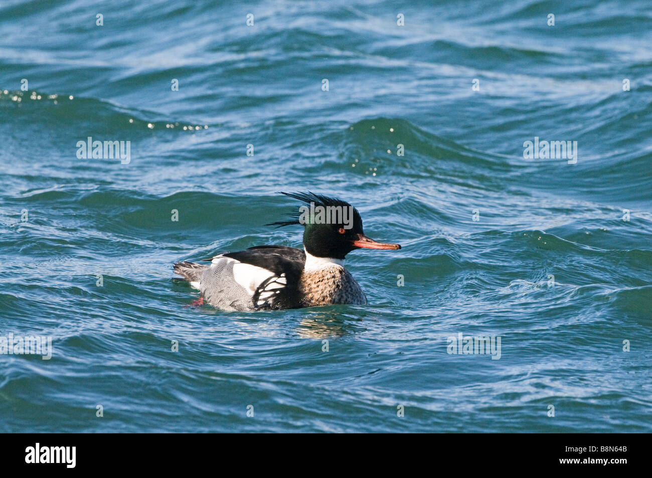 Red breasted merganser winter hi-res stock photography and images - Alamy