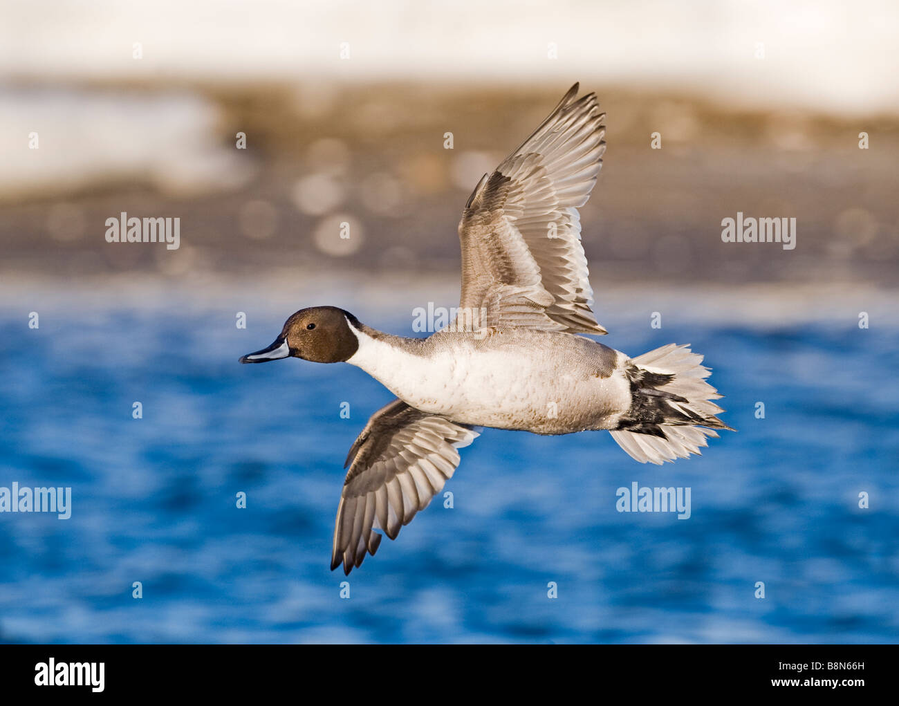 Acuta hi-res stock photography and images - Alamy
