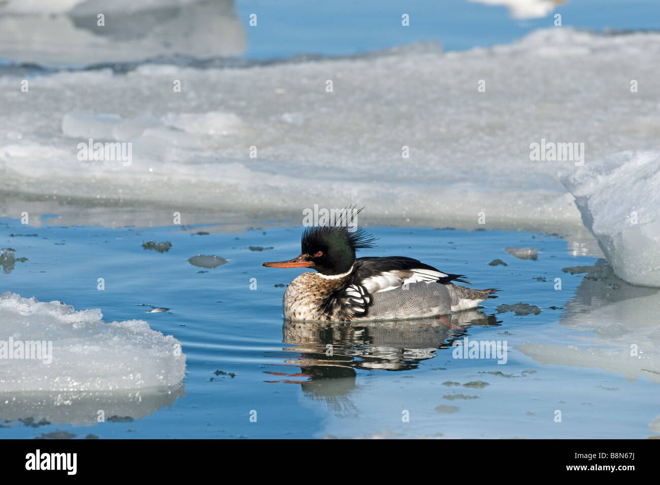 Red breasted merganser winter hi-res stock photography and images - Alamy