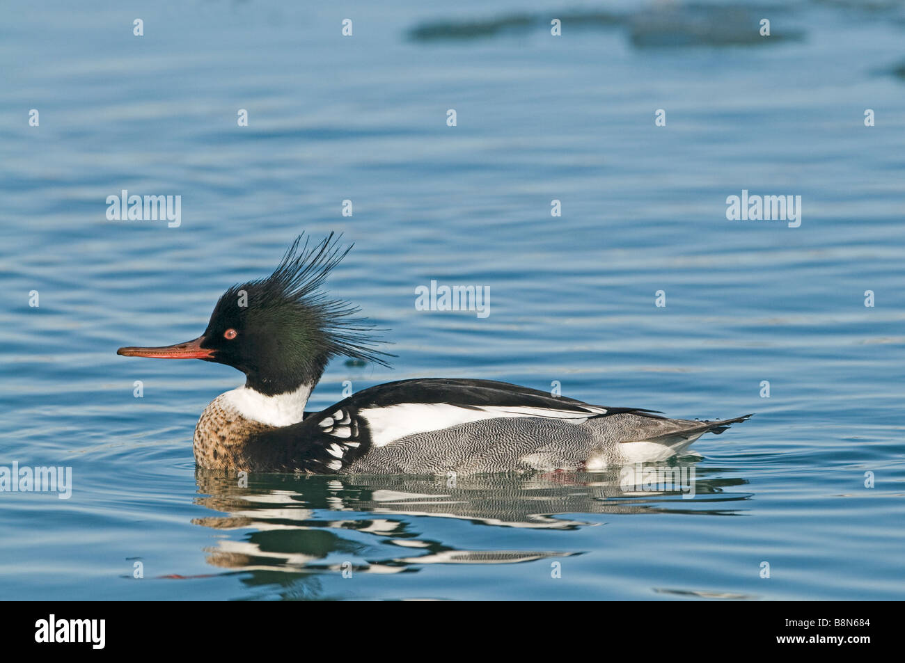 Red breasted merganser winter hi-res stock photography and images - Alamy