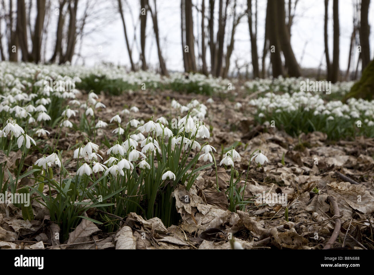 low angle close up shot of snowdrops in a wood Stock Photo - Alamy