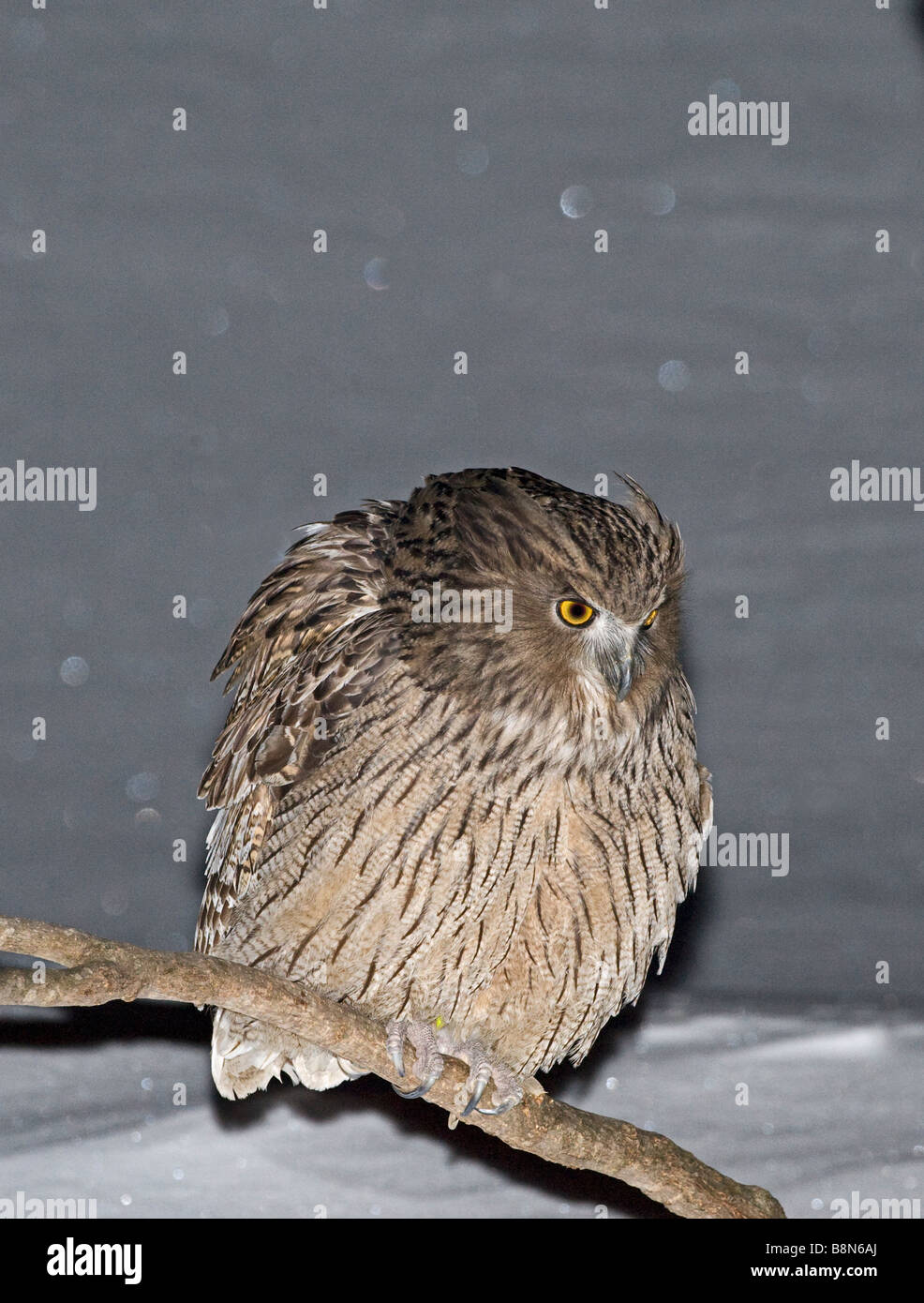 Blakiston s Fish Owl Bubo blakistoni Washino yado Rausu Hokkaido Japan ...
