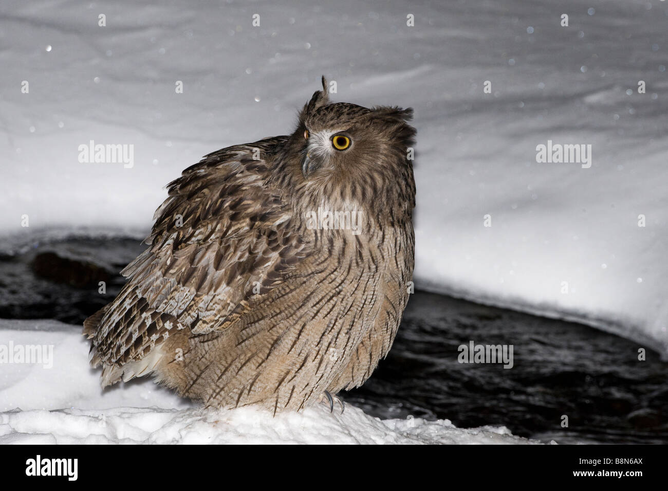 Blakiston s Fish Owl Bubo blakistoni Washino yado Rausu Hokkaido Japan ...