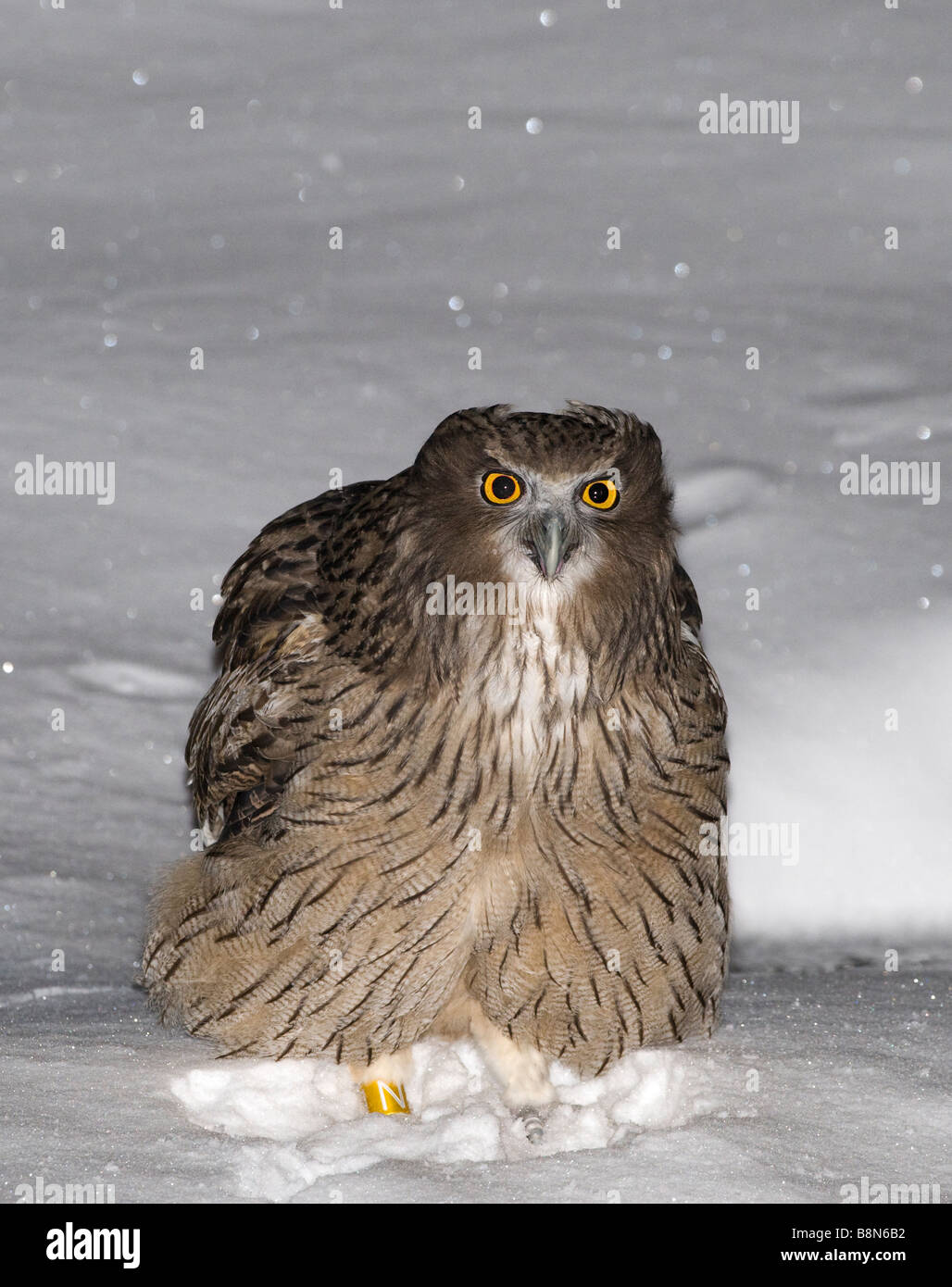 Blakiston s Fish Owl Bubo blakistoni Washino yado Rausu Hokkaido Japan ...