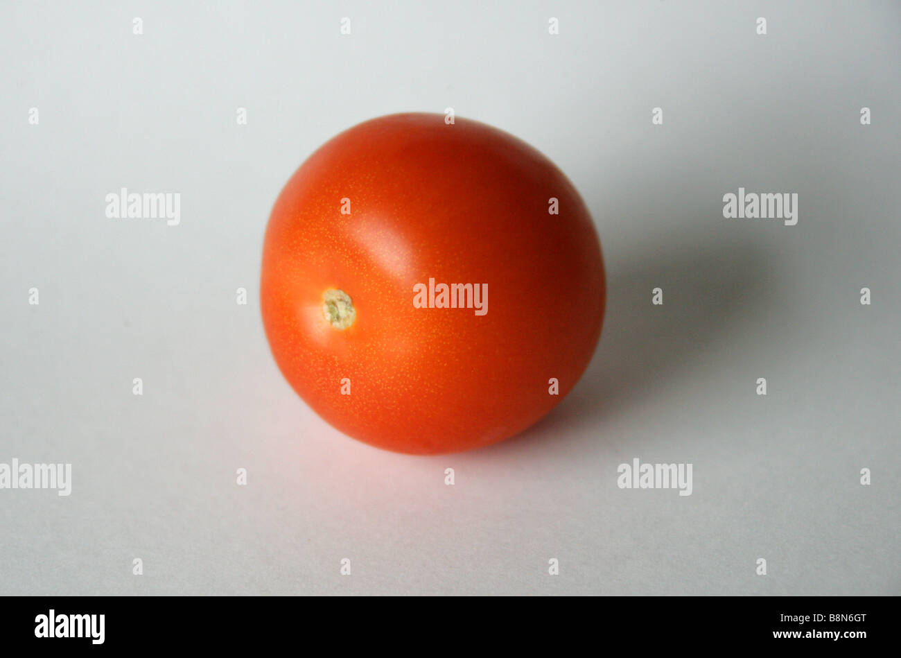 Tomato, Solanum lycopersicum syn Lycopersicon lycopersicum Stock Photo ...