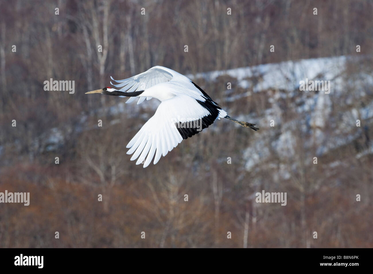 Japanese tancho red crowned crane hi-res stock photography and images ...