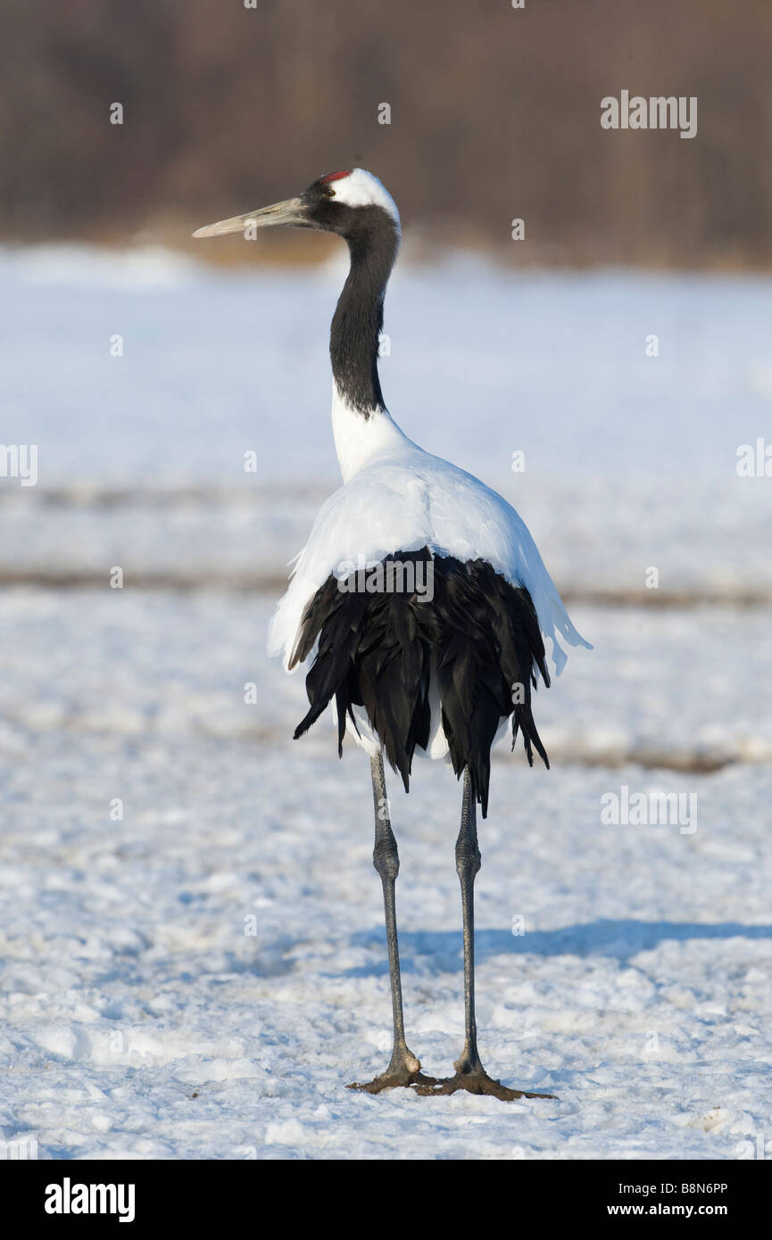 Japanese crane hi-res stock photography and images - Alamy