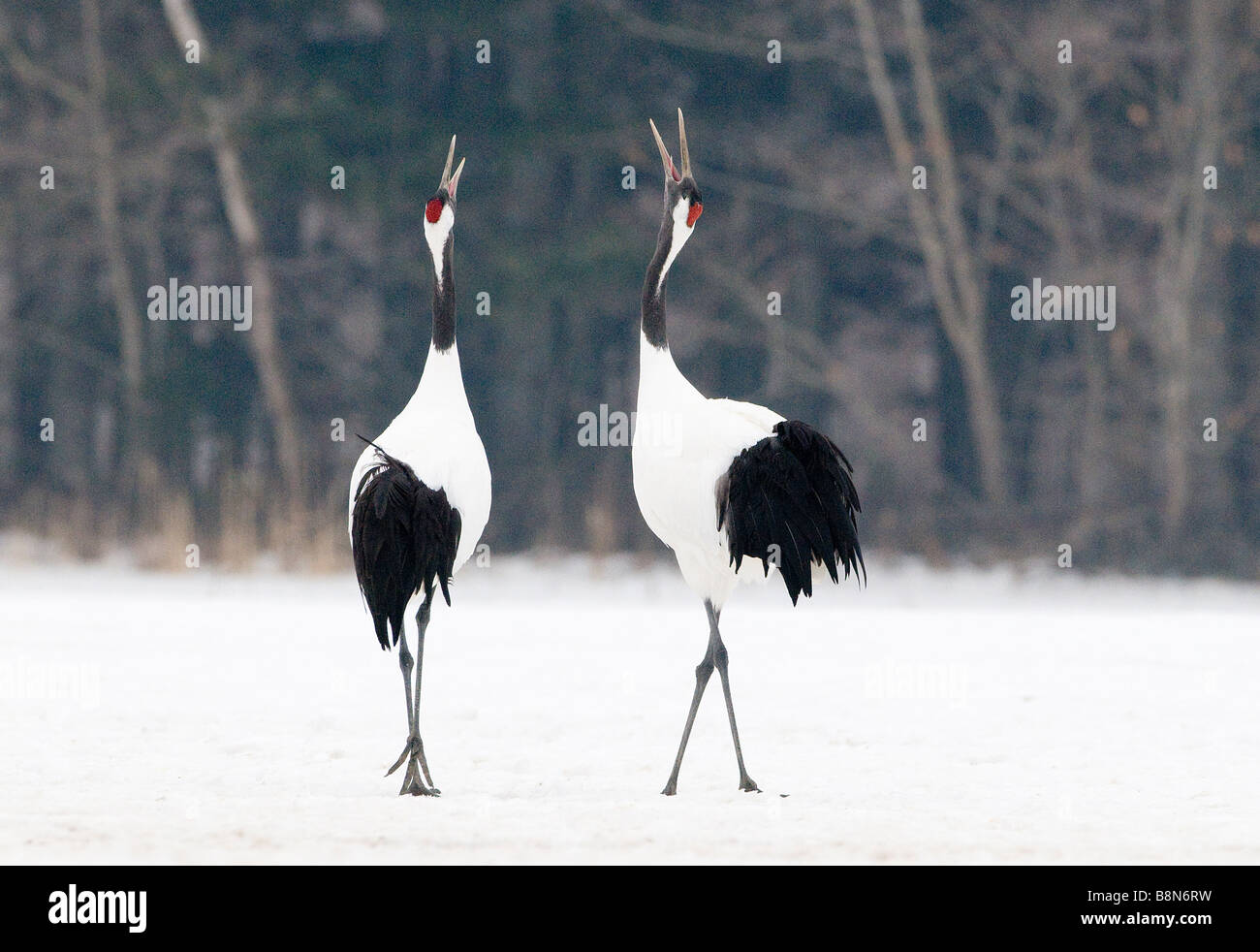 Japanese red crowned crane hi-res stock photography and images - Alamy
