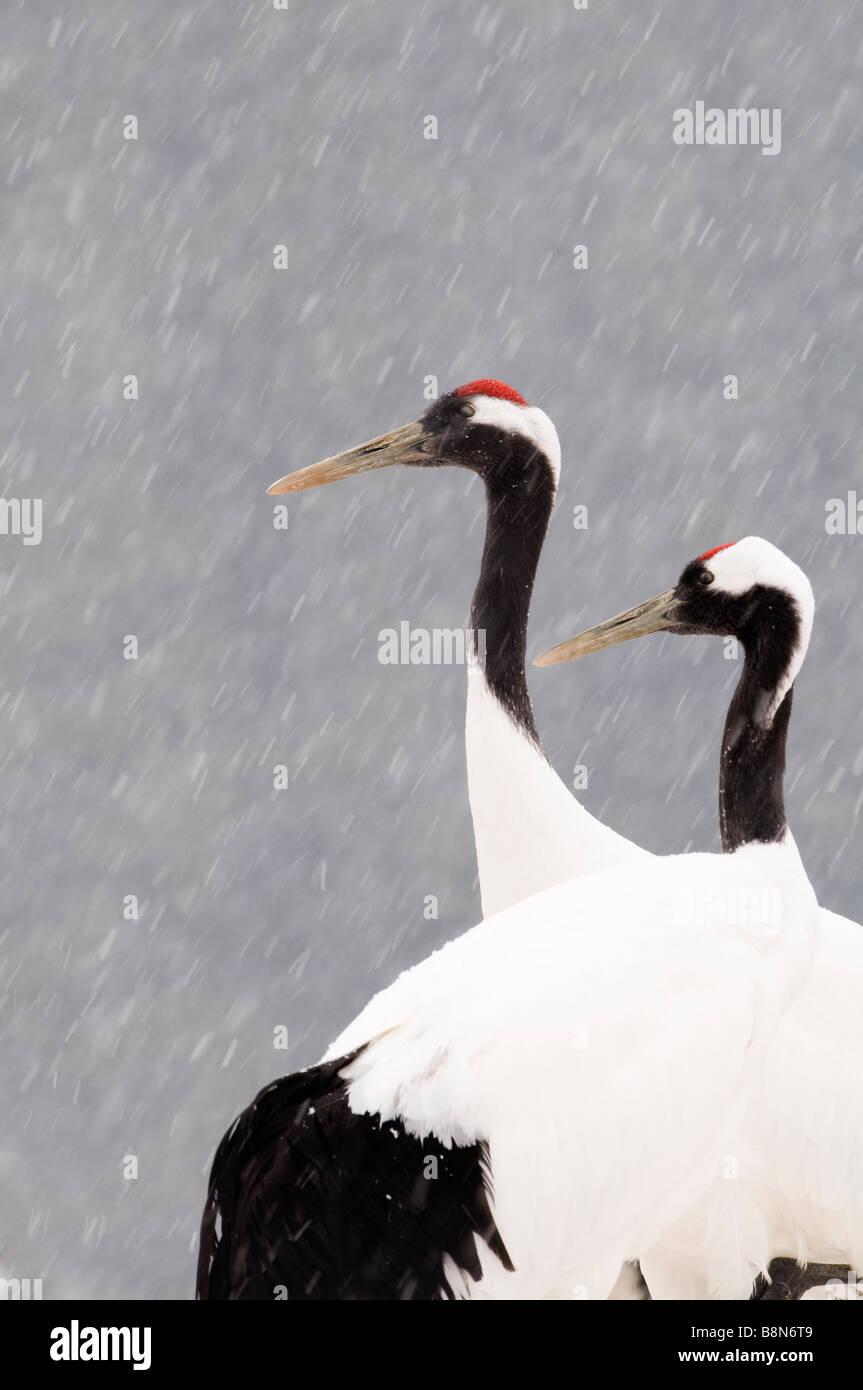 Japanese red crowned crane hi-res stock photography and images - Alamy