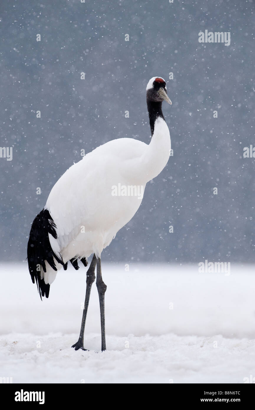 Japanese crane hi-res stock photography and images - Alamy