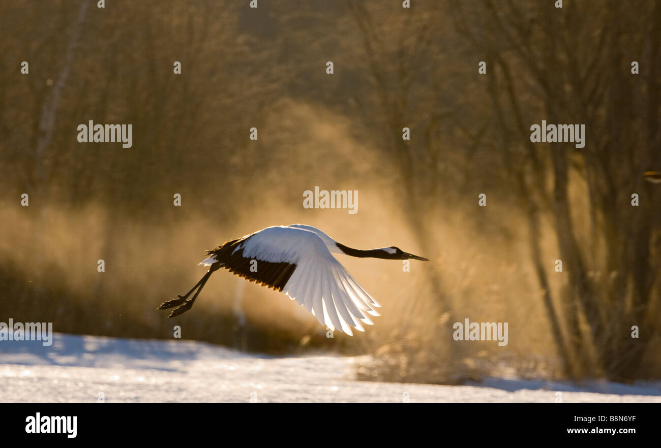 Japanese Red crowned Crane Grus japonensis Akan Hokkaido Japan winter ...