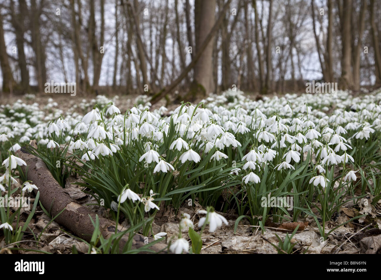 Snowdrops in a wood hi-res stock photography and images - Alamy