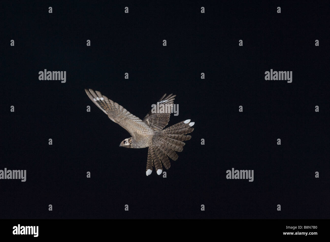 Nightjar uk hi-res stock photography and images - Alamy