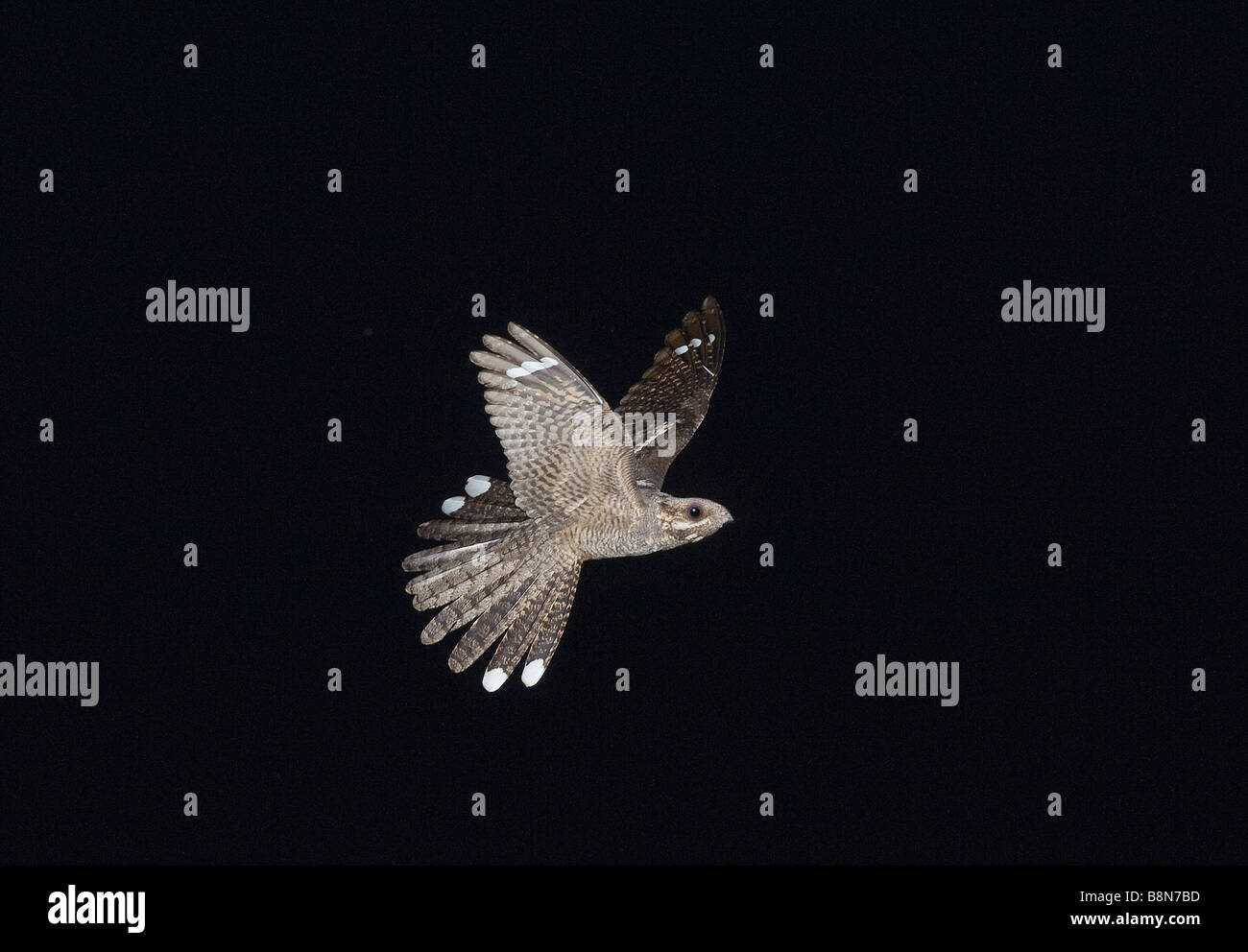 Nightjar hi-res stock photography and images - Alamy