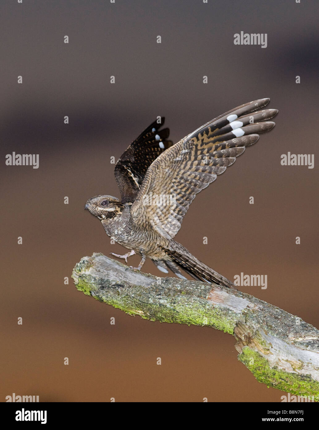 Nightjar hi-res stock photography and images - Alamy
