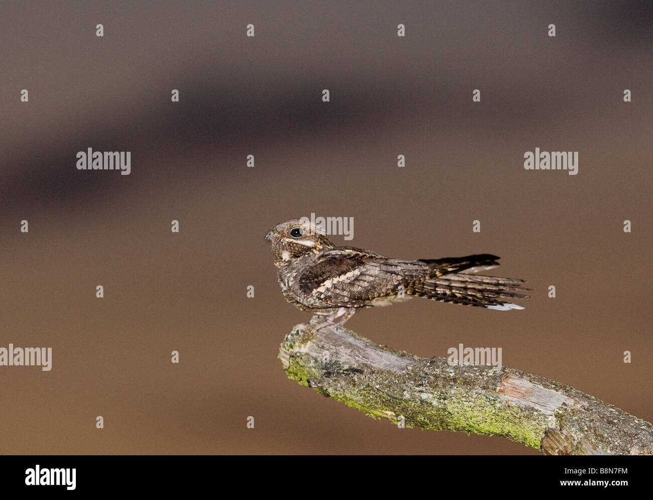 Nightjar Caprimulgus europaeus male Norfolk June Stock Photo - Alamy