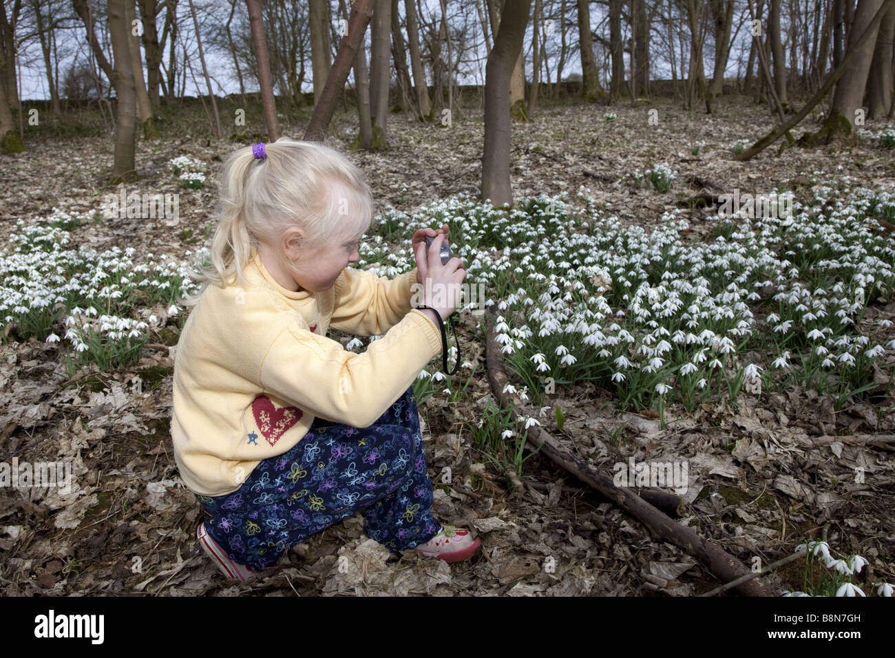 Young blonde haired girl taking a photo of common snowdrops on a spring ...